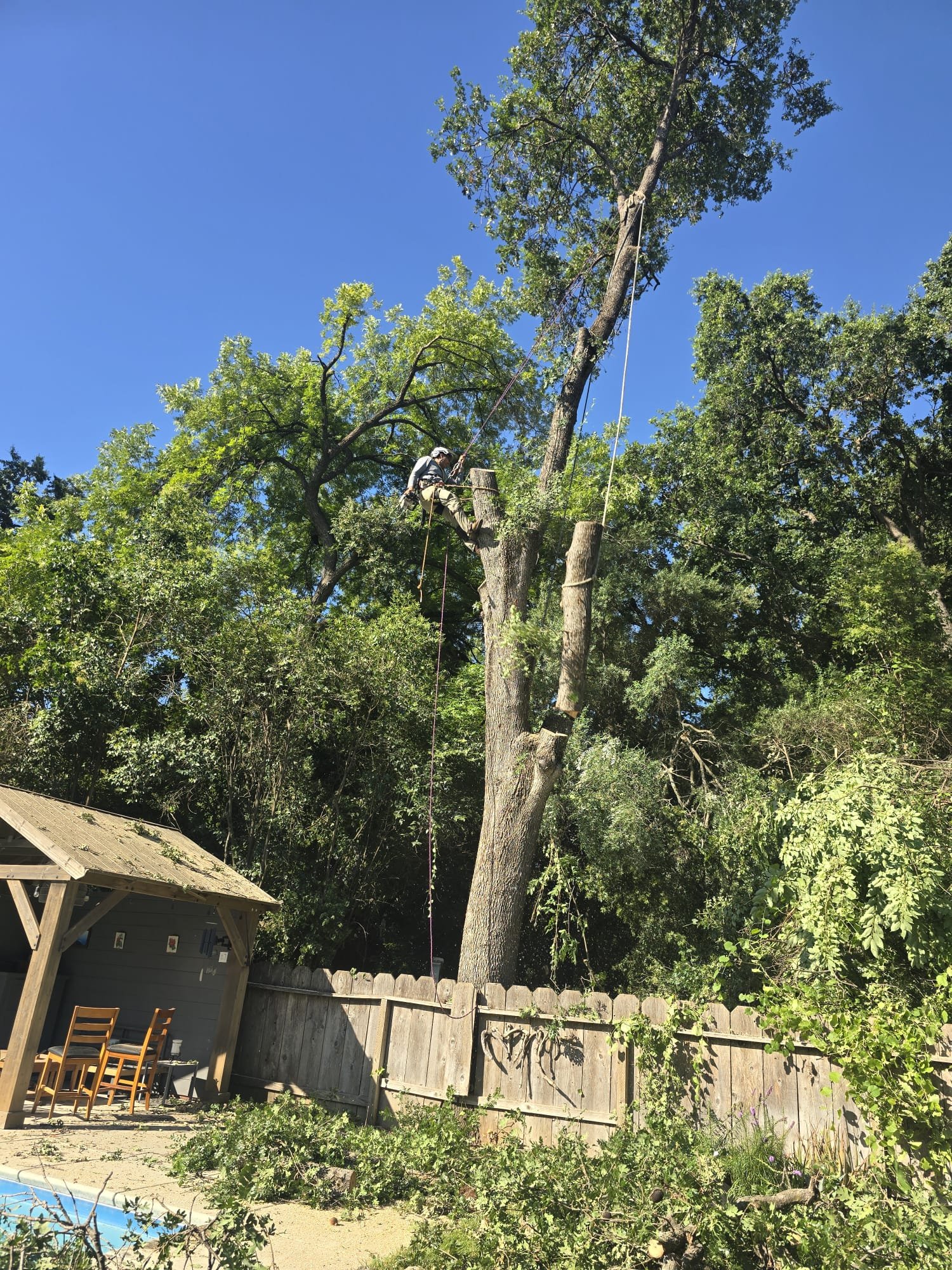 Tree Trimming Benefits in Oroville, CA | Jaramillo Tree Services